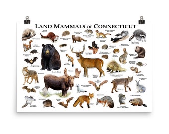 Ohio Mammals Field Guide Art Print / Animals of Ohio / | Etsy