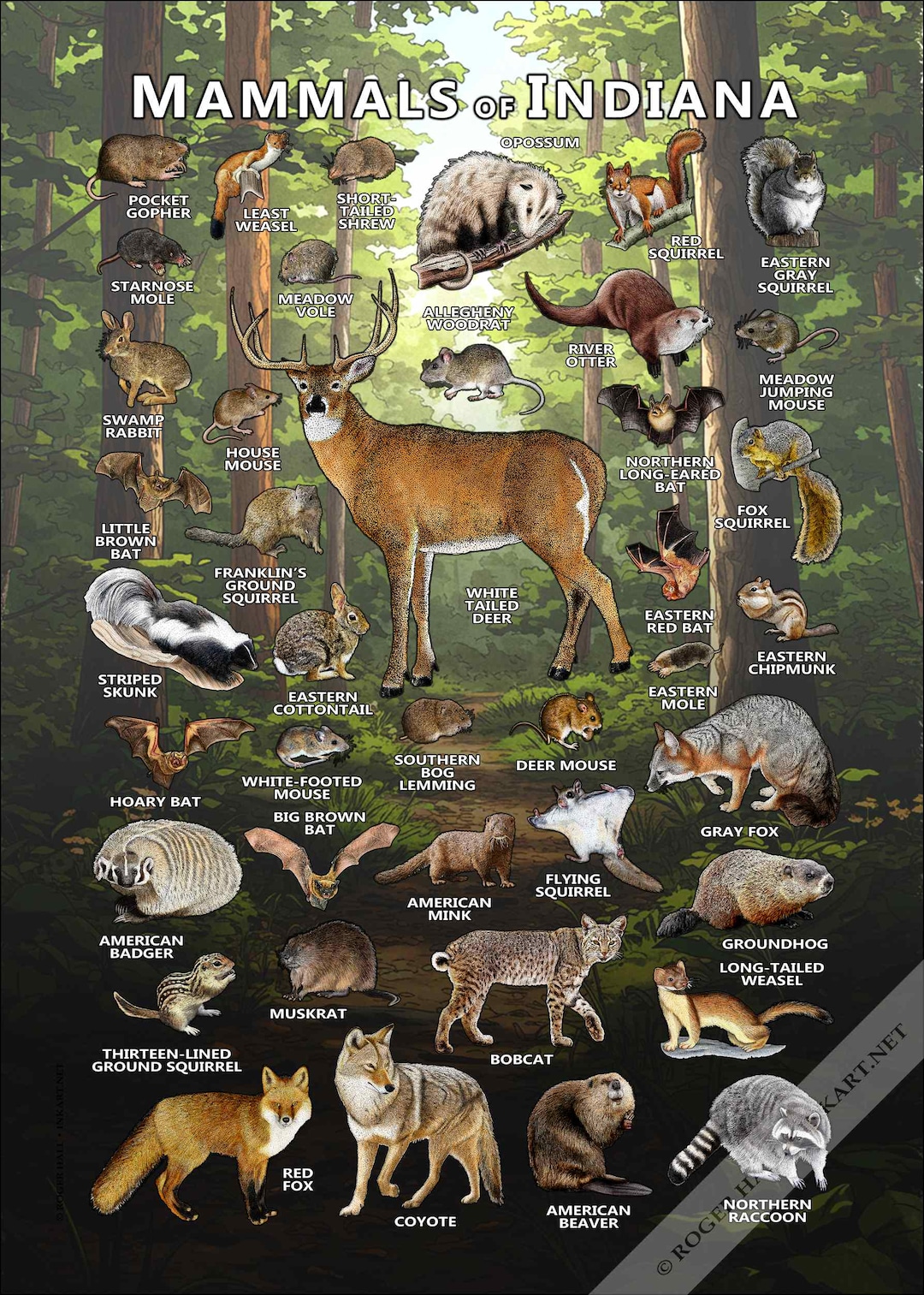 Indiana Mammals Poster Print: Signed Field Guide Art - Etsy Sweden