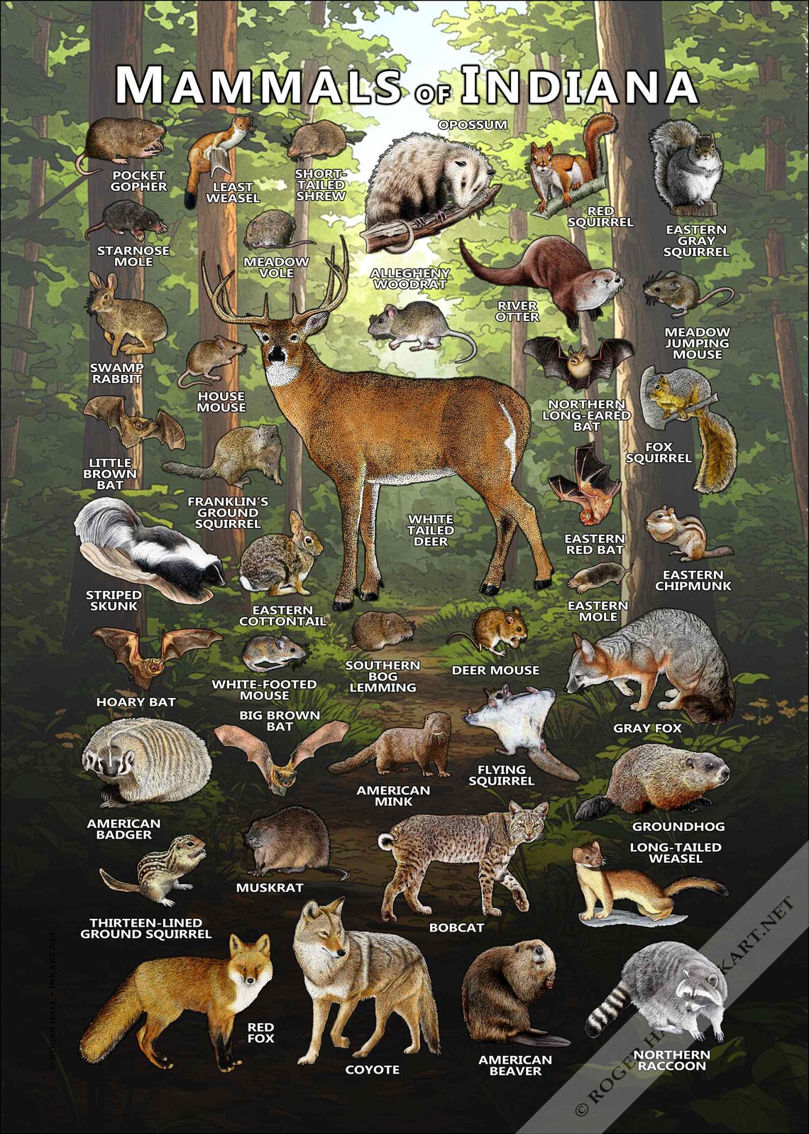 Indiana Mammals Poster Print: Signed Field Guide Art - Etsy UK