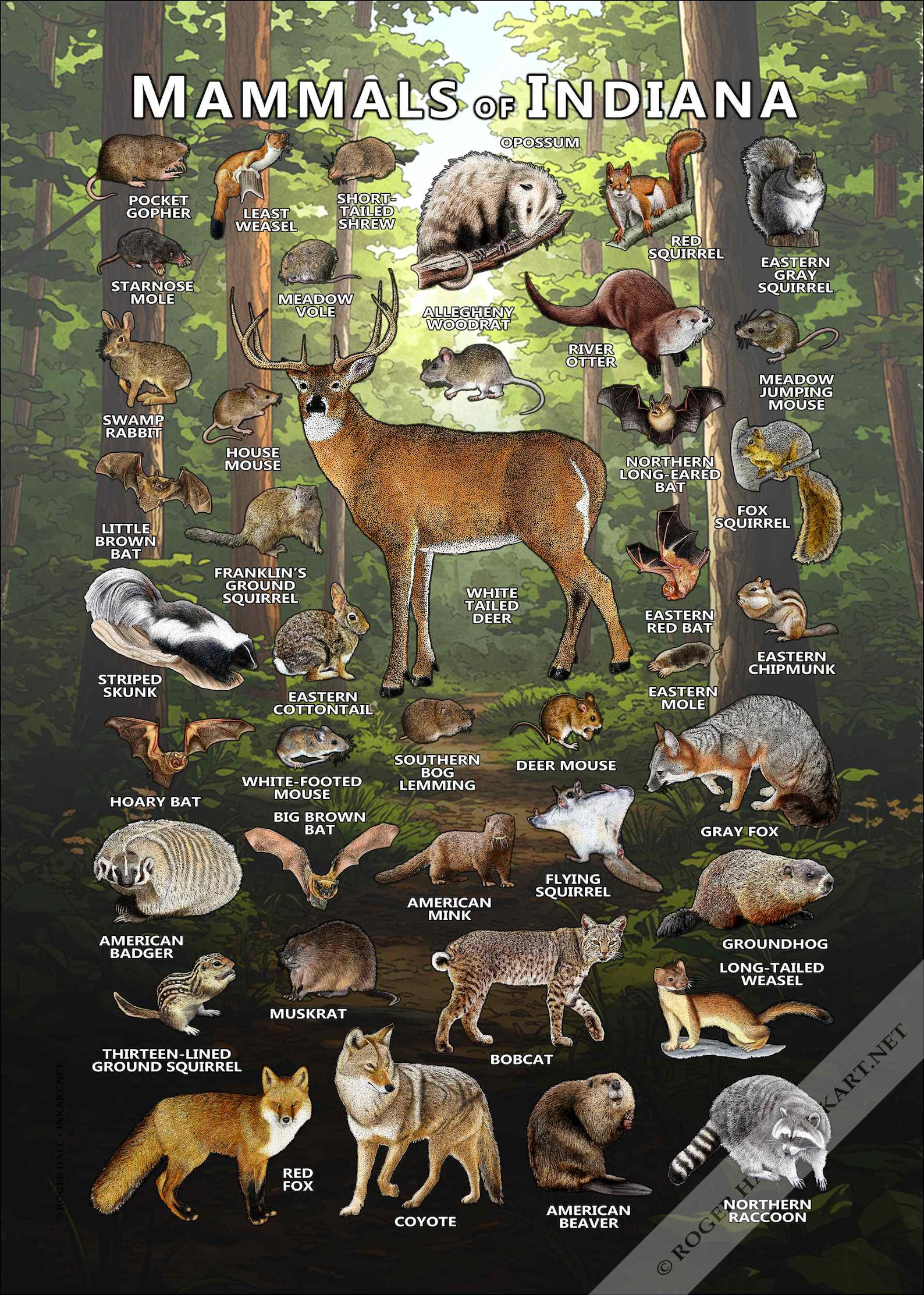 Indiana Mammals Poster Print: Signed Field Guide Art - Etsy UK