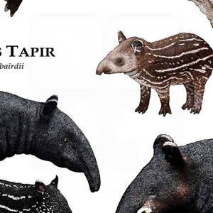 Tapirs the World Poster Print - Etsy