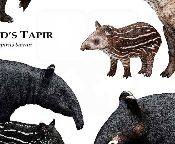 Tapirs the World Poster Print - Etsy Australia
