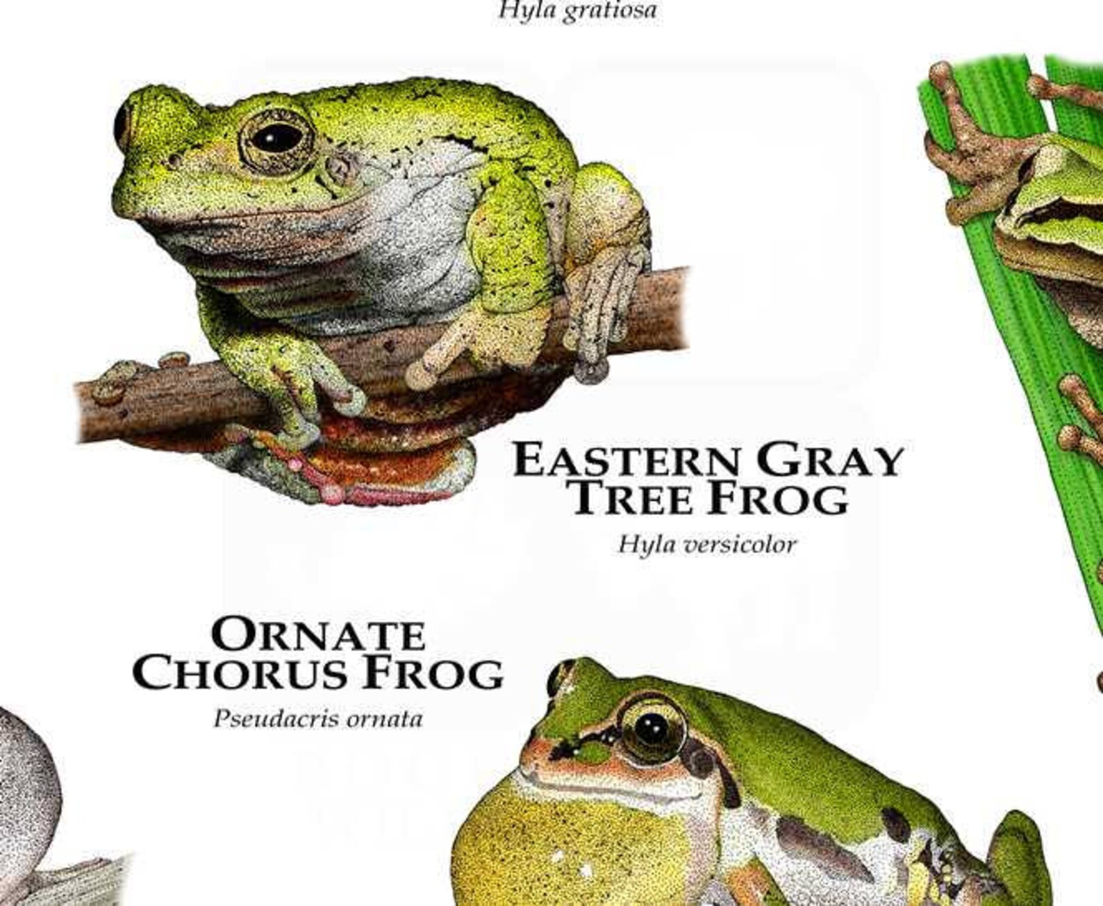 Treefrogs of North America Poster Print - Etsy