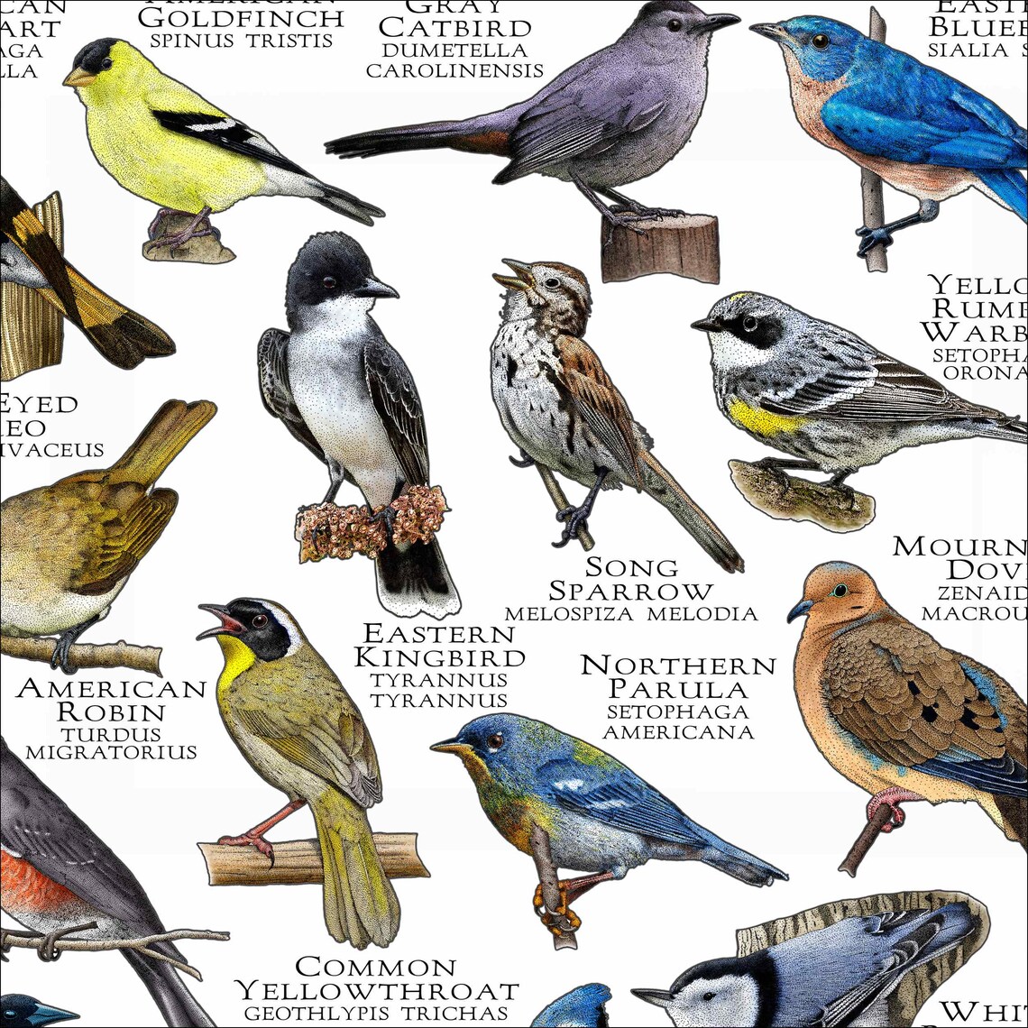 Songbirds of Massachusetts Poster Print Field Guide - Etsy