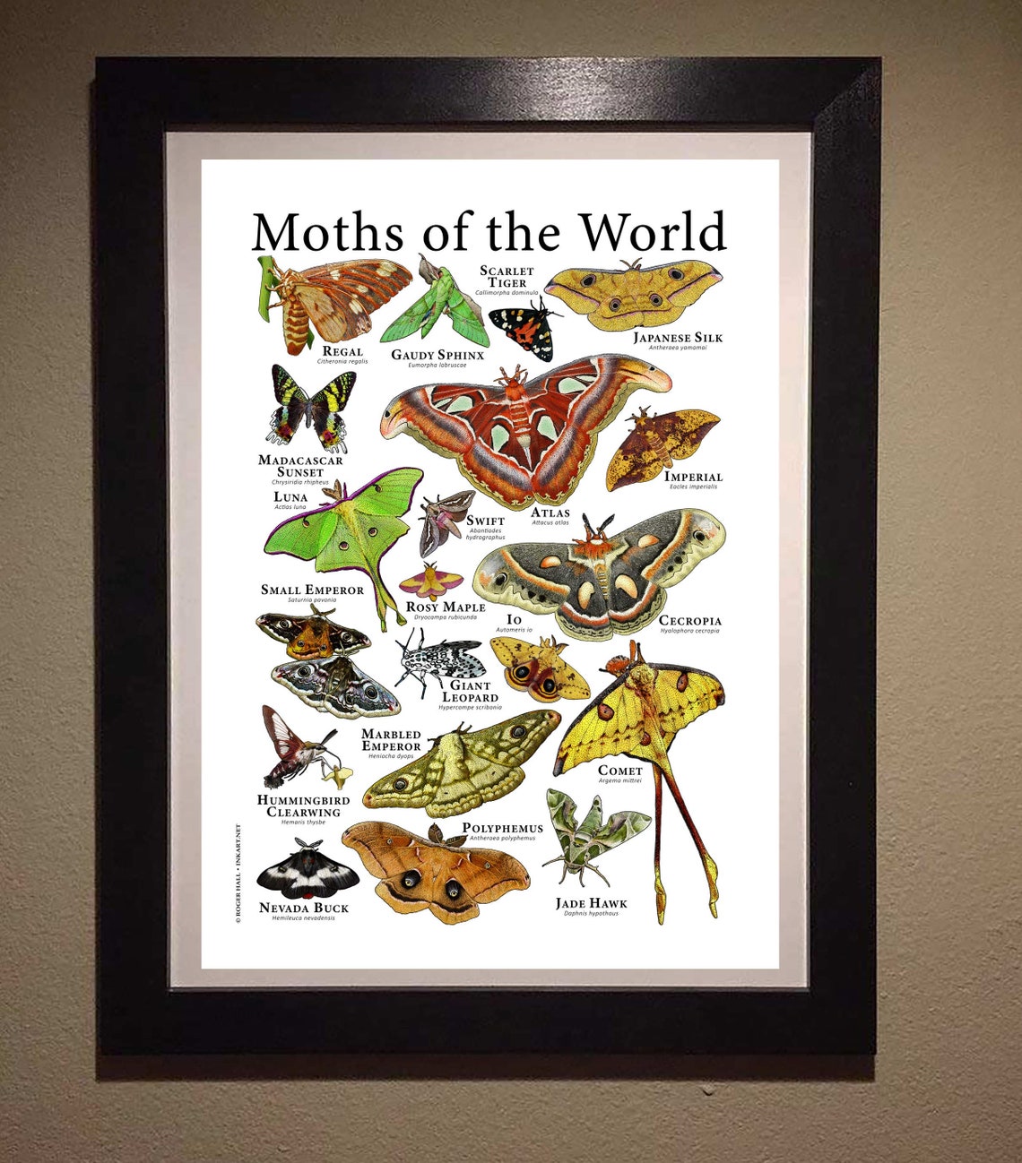 Moths of the World Poster Print - SIGNED BY ARTIST! - Etsy