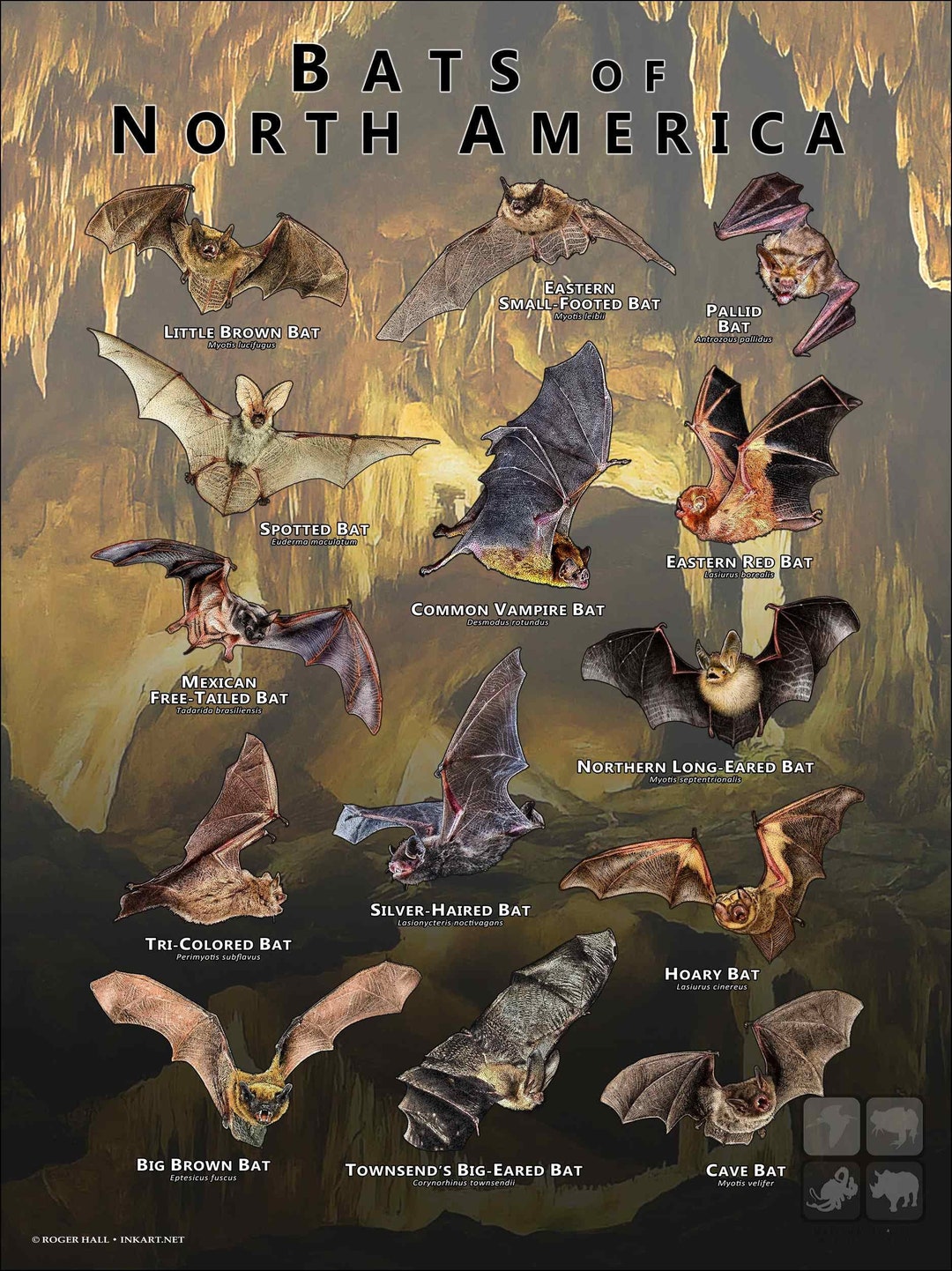 Bats of North America Poster Print - SIGNED BY ARTIST! - Etsy