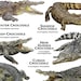 Crocodiles of the World Poster / Field Guide - Etsy