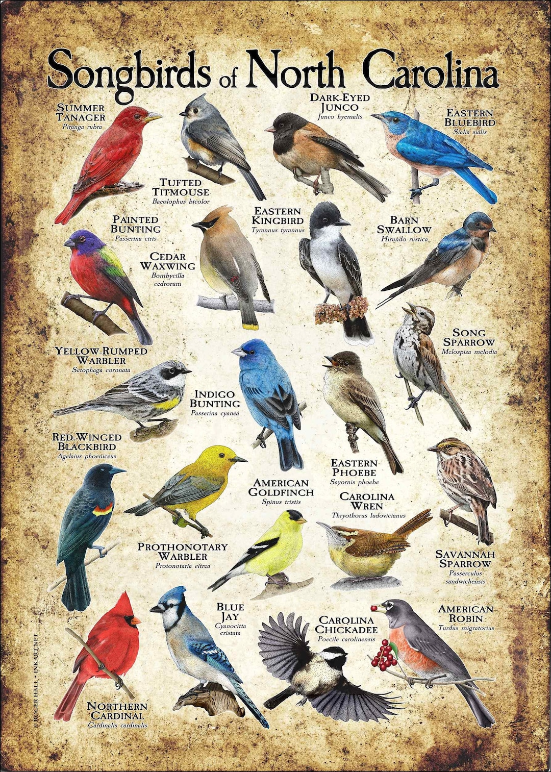 Songbirds of North Carolina Poster Print/field Guide - SIGNED BY ARTIST ...