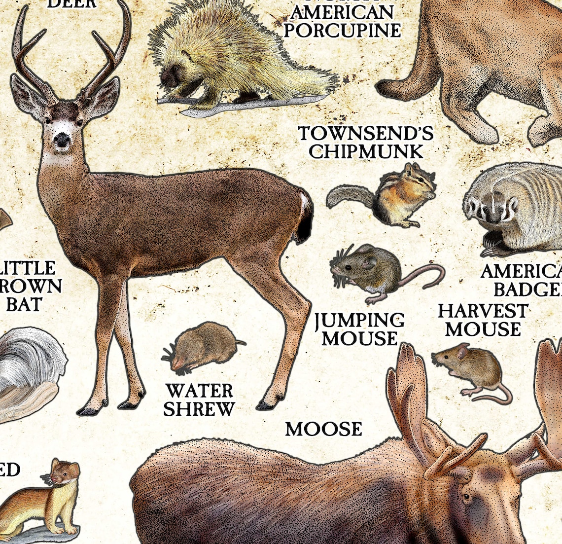Mammals of Oregon Poster Print / Oregon Mammals Field Guide / - Etsy