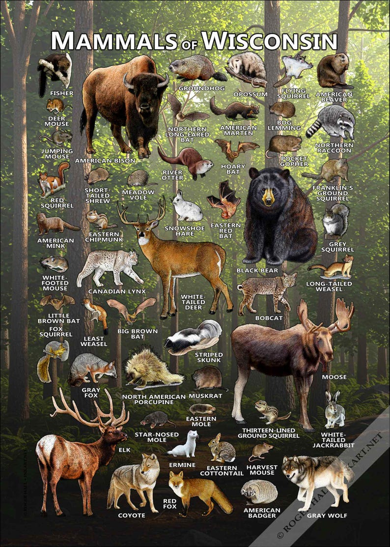 Wisconsin Mammals Poster Print: Field Guide Art - Signed - Etsy