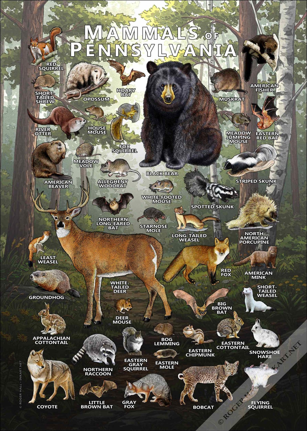 Pennsylvania Mammals Poster Print: Signed Wildlife Art Field Guide - Etsy