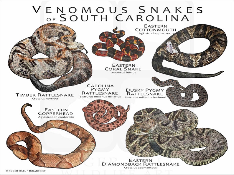 Venomous Snakes of South Carolina Art Print / Field Guide - Etsy