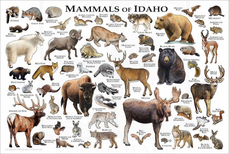Mammals of Idaho Poster Print / Idaho Mammals Field Guide / | Etsy