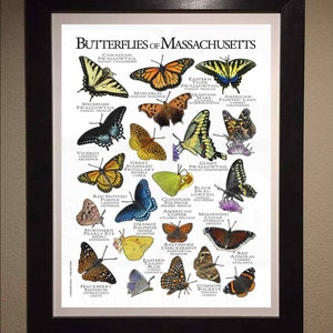 Butterflies of Massachusetts Poster Print/field Guide - SIGNED BY ...