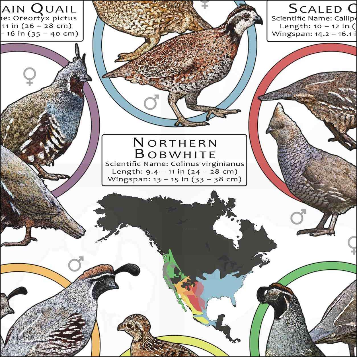 Quail Species of North America Poster Print/field Guide - SIGNED BY ...