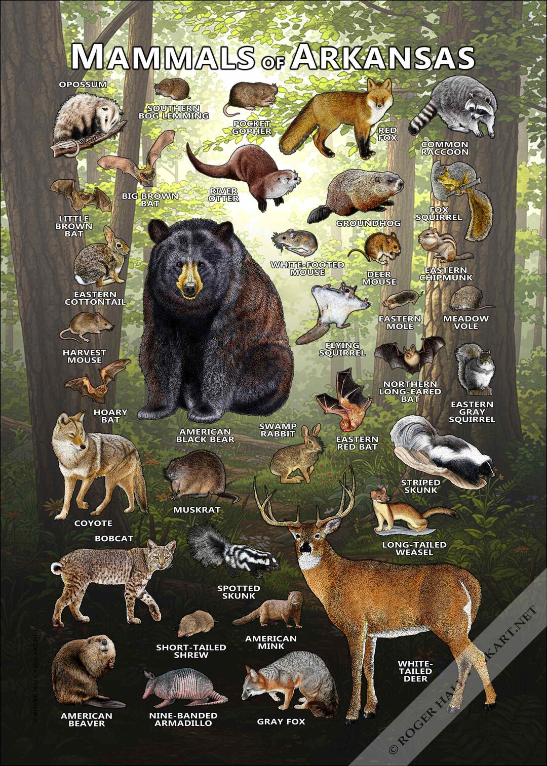 Arkansas Mammals Poster Print: Signed Field Guide Art - Etsy