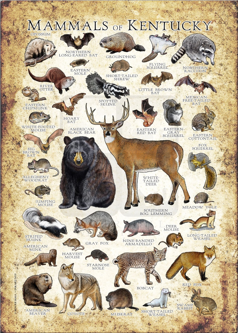 Kentucky Mammals Poster Print: Field Guide Art - Etsy