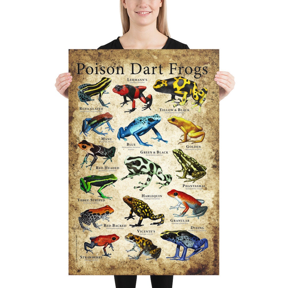 Poison Dart Frogs Poster Print - Etsy Canada