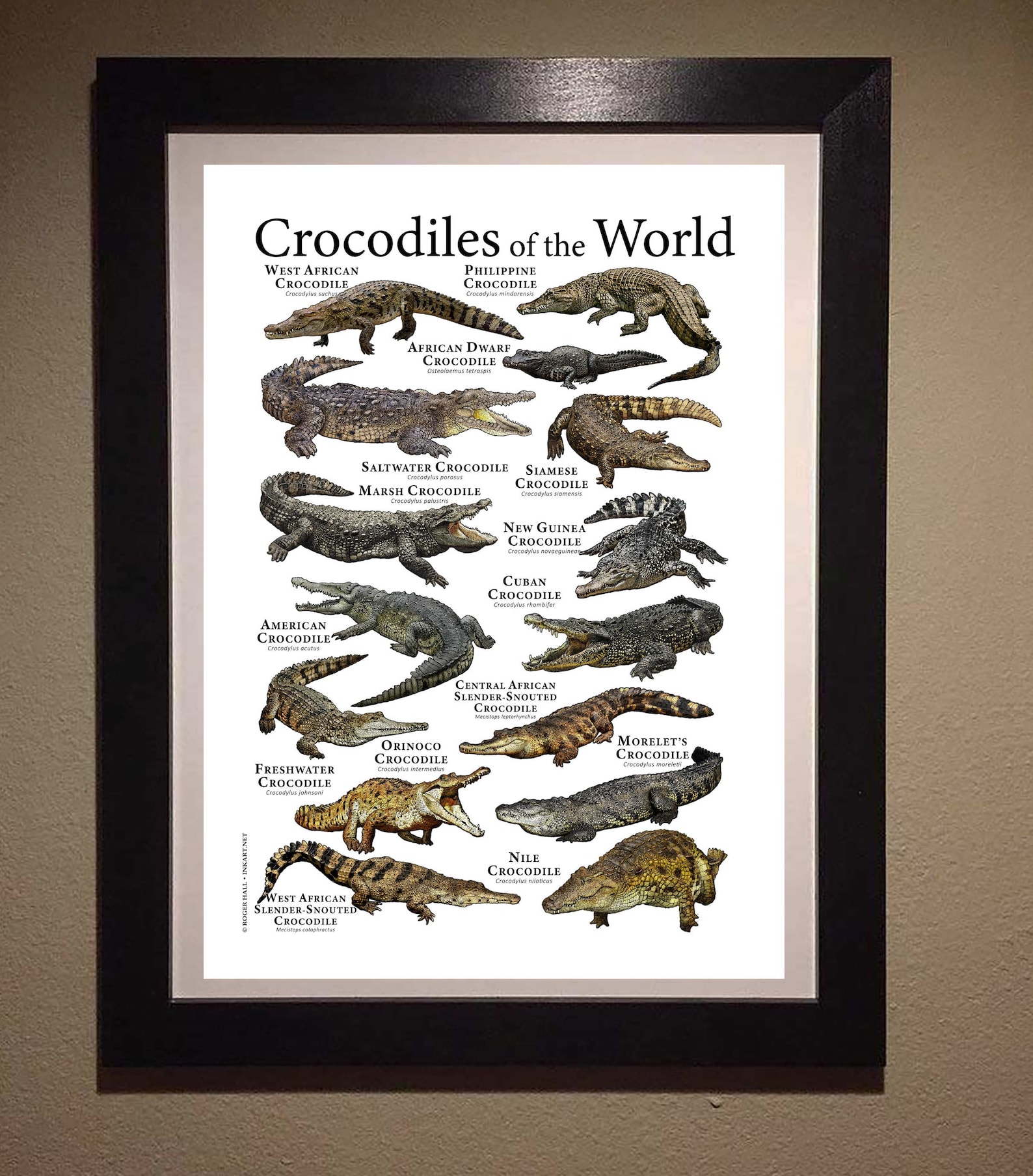 Crocodiles of the World Poster Print - SIGNED BY ARTIST! - Etsy