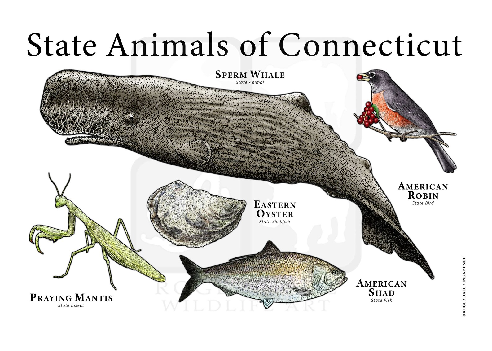 Connecticut State Animals Poster Print | Etsy