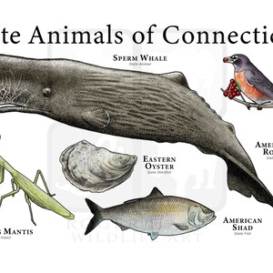 Connecticut State Animals Poster Print | Etsy