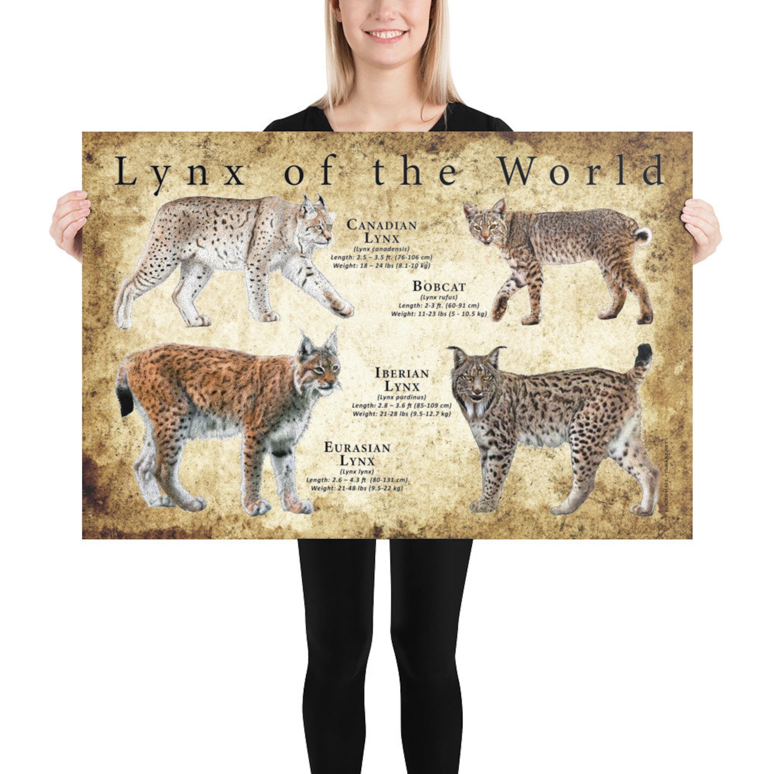 Lynx of the World Poster Print / Field Guide - Etsy