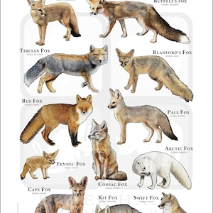 True Foxes of the World Poster Print - SIGNED BY ARTIST! - Etsy