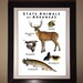 Arkansas State Animals Poster Print - Etsy