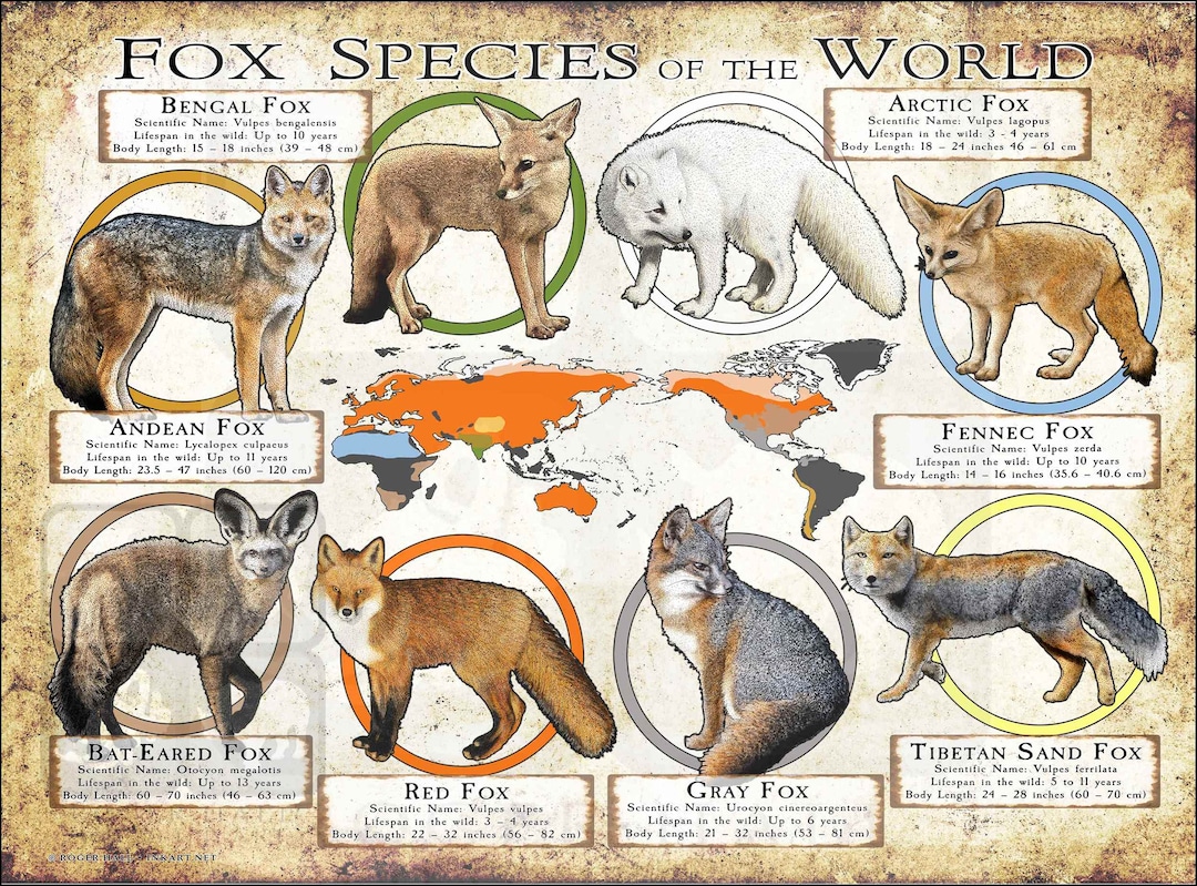 Fox Species of the World Poster Print - Etsy