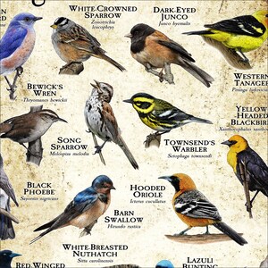 Songbirds of Arizona Poster Print Field Guide - Etsy