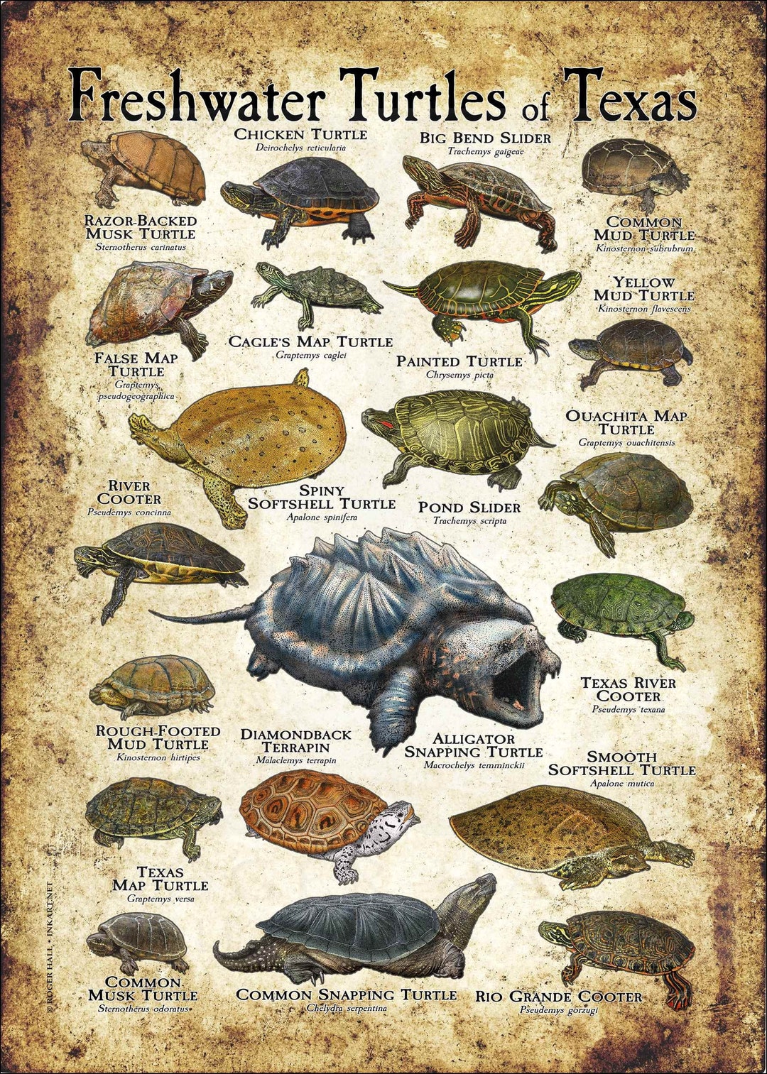 Freshwater Turtles of Texas Poster Print Field Guide - Etsy