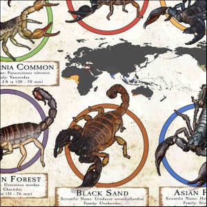 Scorpion Species of the World Poster Print - Etsy