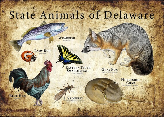 Impresión del cartel de Delaware State Animals | Etsy