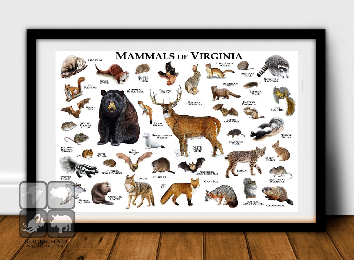 Mammals of Virginia Poster Print / Virginia Mammals Field | Etsy Canada