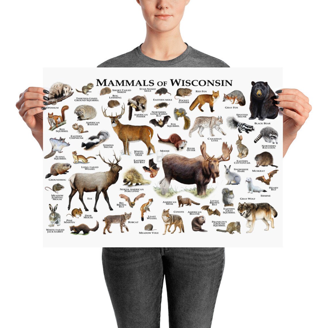 Mammals of Wisconsin Poster Print / Wisconsin Mammals Field | Etsy