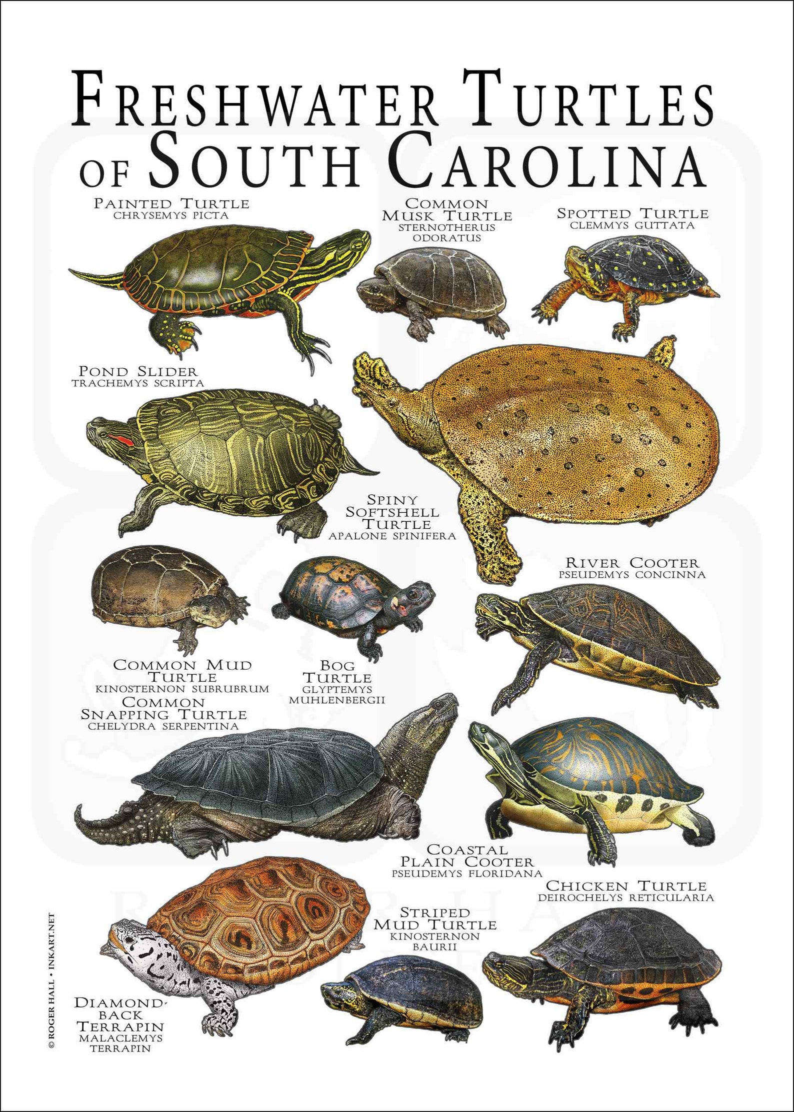 Freshwater Turtles of South Carolina Poster Print/field Guide - SIGNED ...