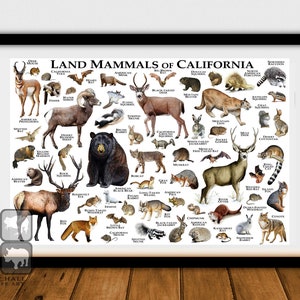 Mammals of California Poster Print / California Mammals Field | Etsy