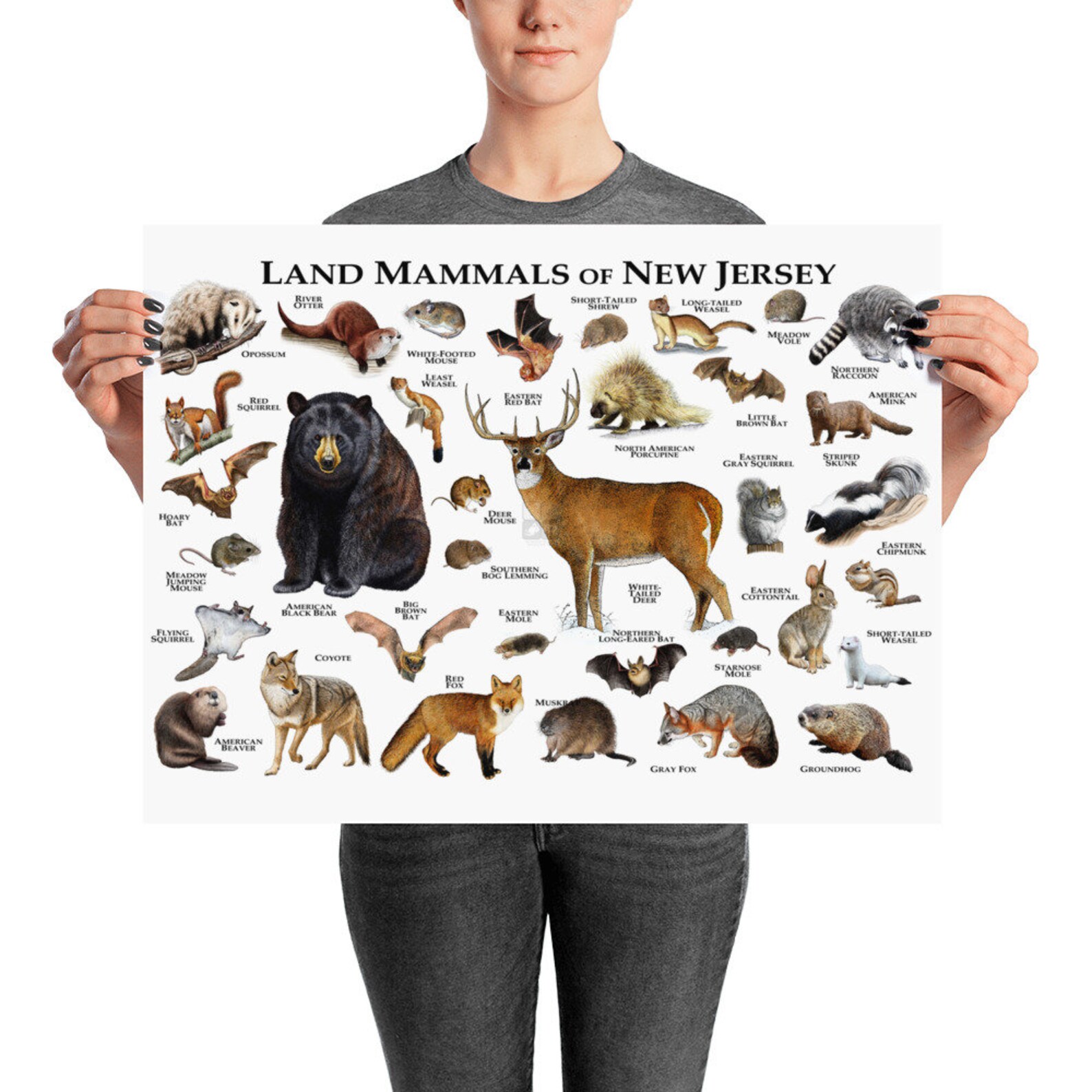Mammals of New Jersey Poster Print / New Jersey Mammals Field | Etsy