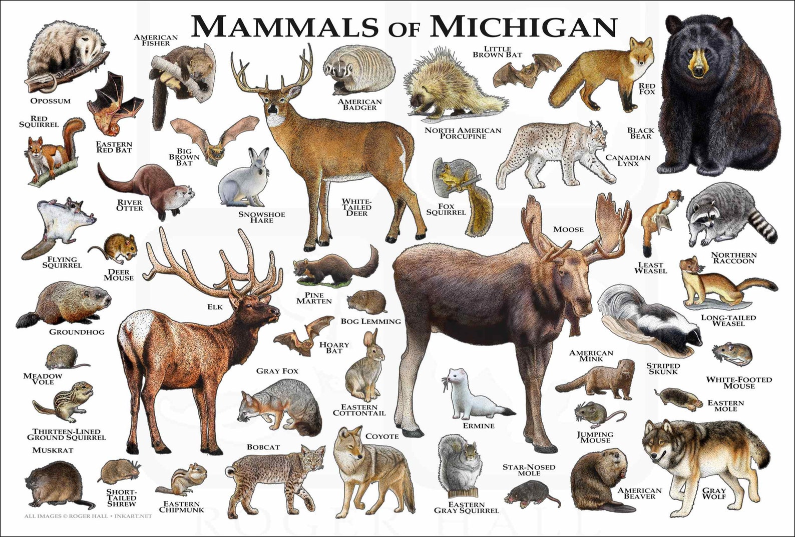 Mammals of Michigan Poster Print / Michigan Mammals Field - Etsy