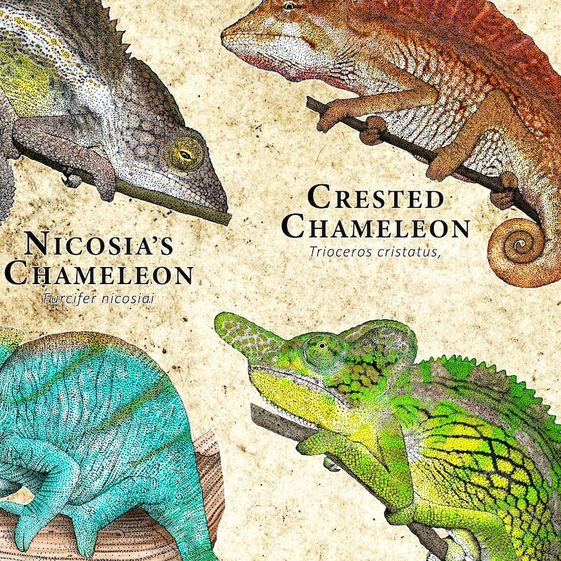 Chameleons on the World Poster - SIGNED BY ARTIST! - Etsy