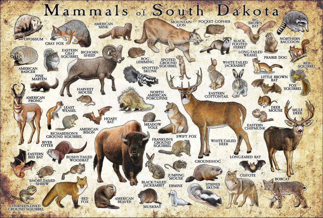 Invertebrados En Dakota Del Sur