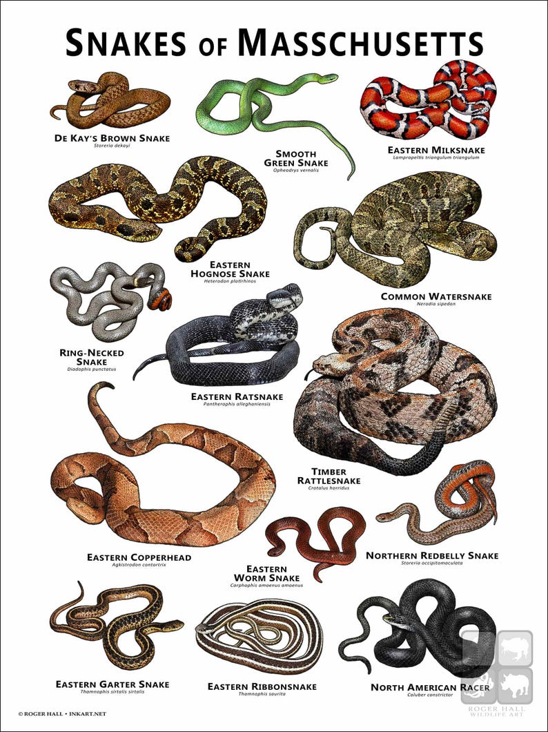 Snakes of Massachusetts Poster Print/field Guide - SIGNED BY ARTIST! - Etsy
