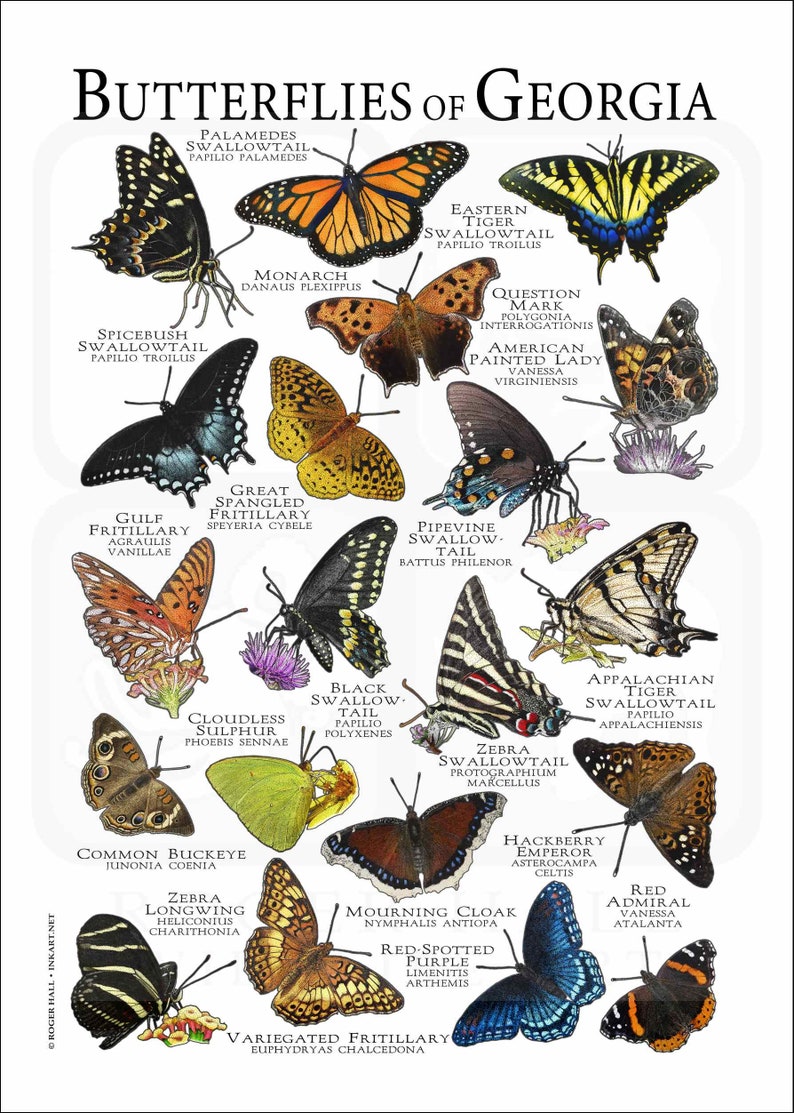Butterflies of Georgia Poster Print/field Guide - SIGNED BY ARTIST! - Etsy