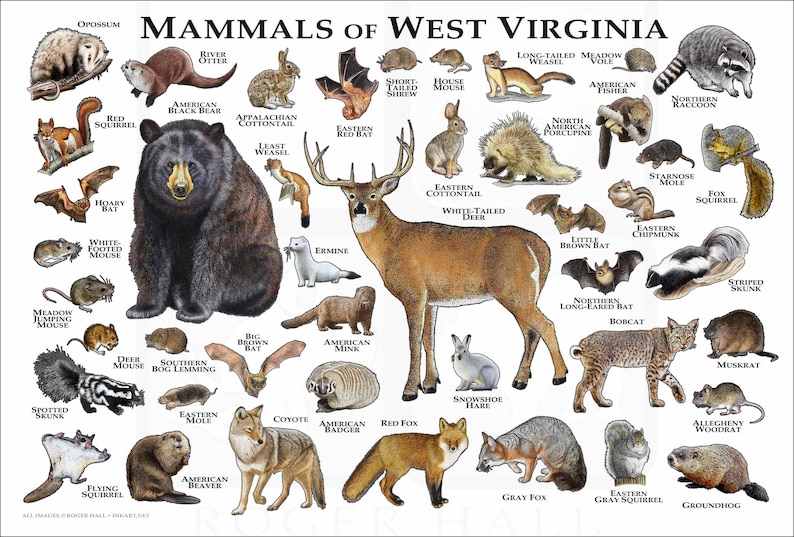 Mammals of West Virginia Poster Print / West Virginia Mammals - Etsy
