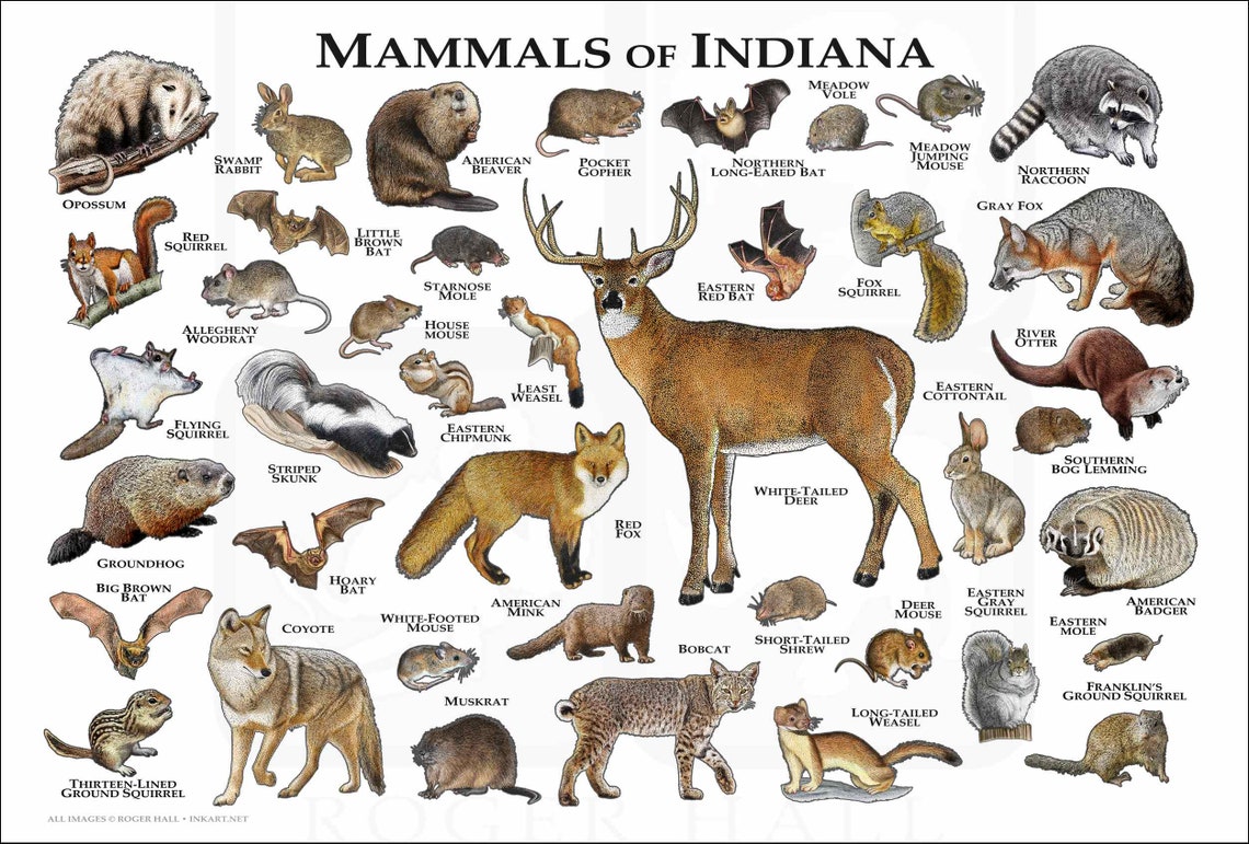 Mammals of Indiana Poster Print / Indiana Mammals Field Guide - Etsy