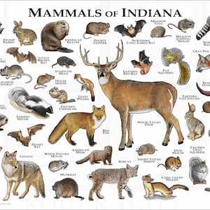 Mammals of Indiana Poster Print / Indiana Mammals Field Guide / Animals ...