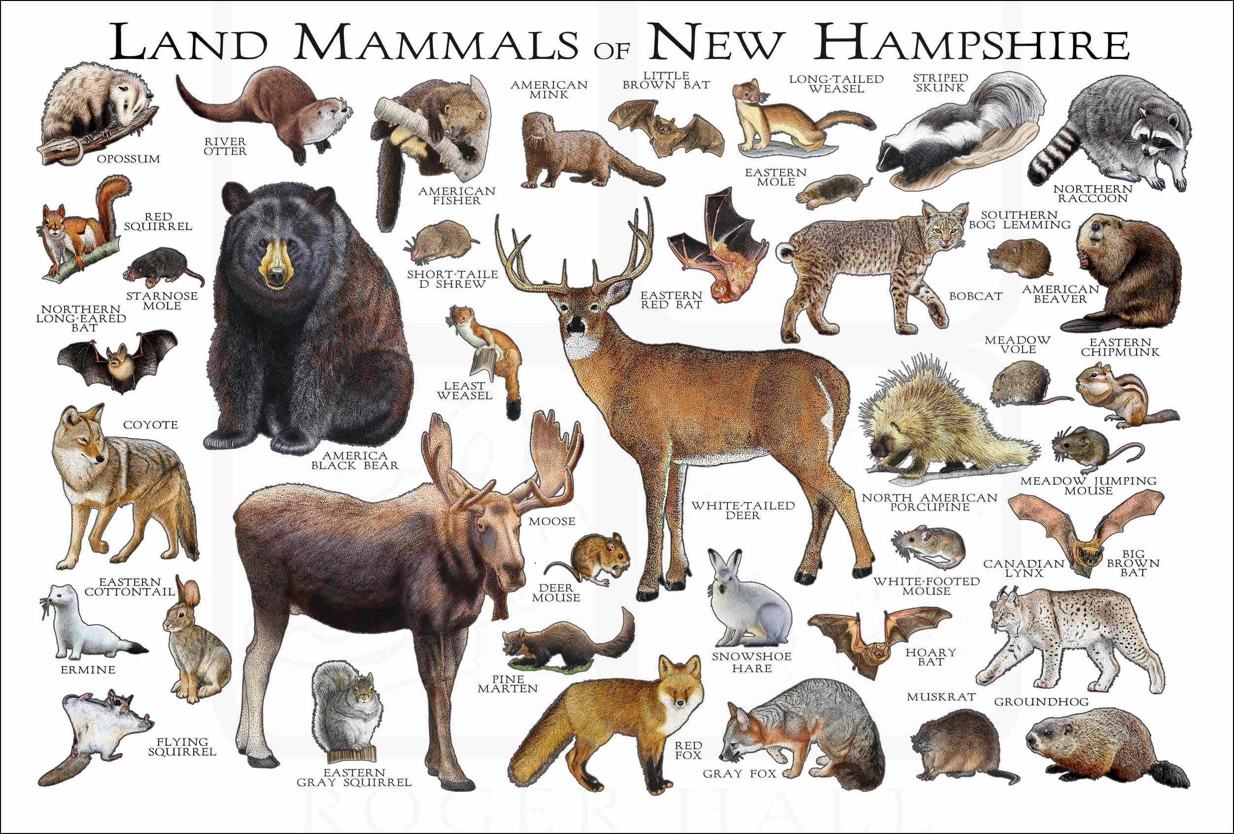 Land Mammals of New Hampshire Poster Print / New Hampshire | Etsy