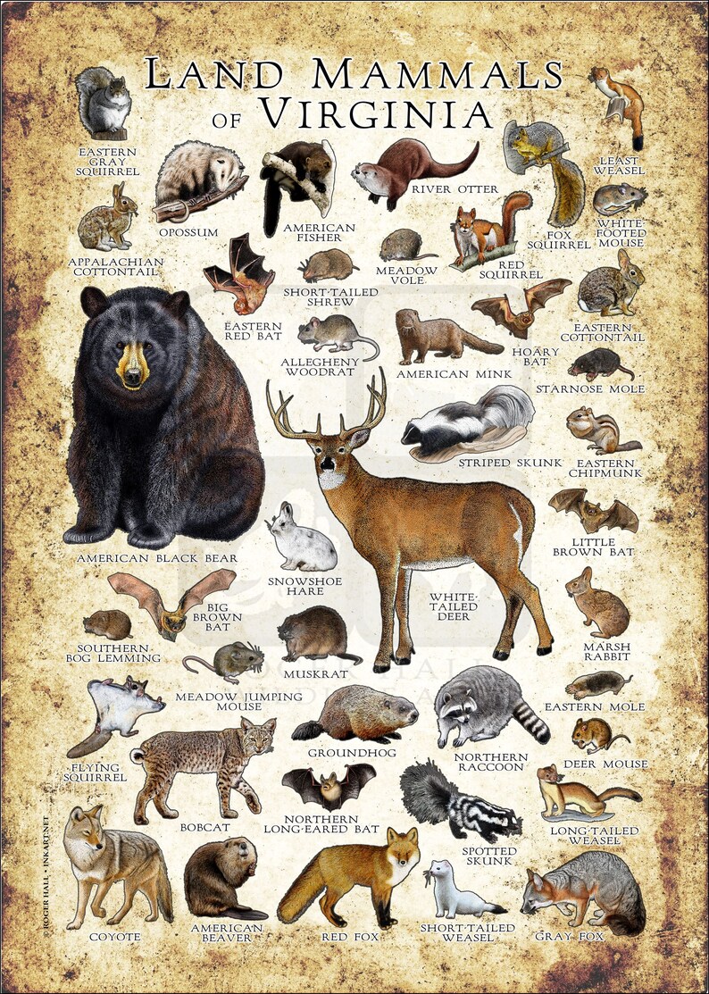Virginia Mammals Poster Print: Field Guide Art - Signed - Etsy