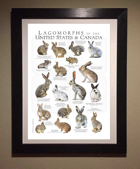 Lagomorphs