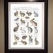 Lagomorphs of the United States and Canada Poster Print - SIGNED BY ...